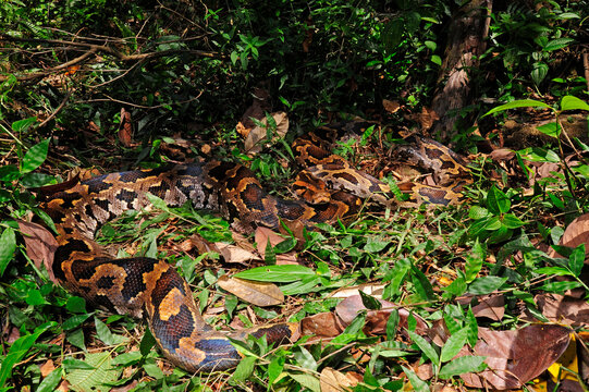 Tigerpython bilder – Bläddra bland 124 stockfoton, vektorer och videor ...