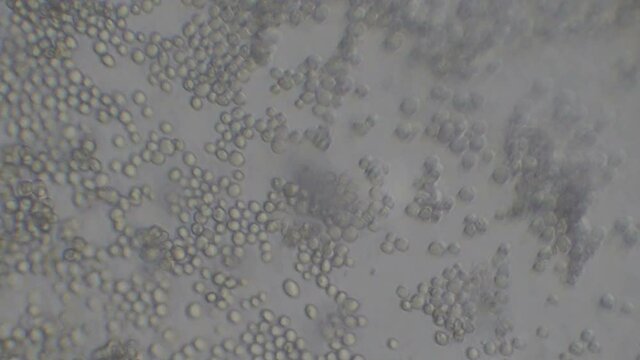 Saccharomyces Cerevisiae Microscope