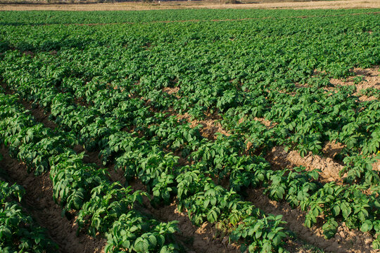 "Potato Tops"-Bilder: Stock-Fotos & -Videos. | Adobe Stock