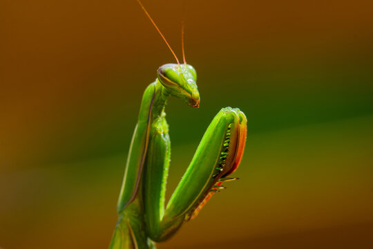 รูปภาพMante – เลือกดูภาพถ่ายสต็อก เวกเตอร์ และวิดีโอ1,169 | Adobe Stock