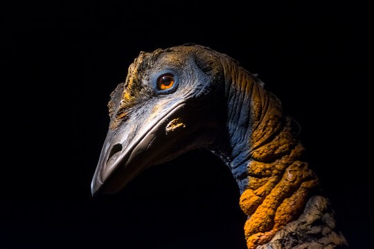 รูปภาพRatite – เลือกดูภาพถ่ายสต็อก เวกเตอร์ และวิดีโอ11,303 | Adobe Stock