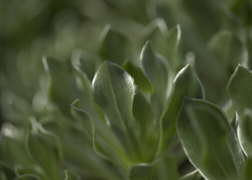 รูปภาพAsteriscus – เลือกดูภาพถ่ายสต็อก เวกเตอร์ และวิดีโอ175 | Adobe Stock