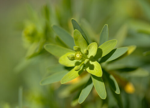 "Euphorbia Balsamifera" Images – Browse 220 Stock Photos, Vectors, and ...