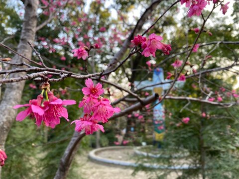 Kanhizakura Images – Browse 59 Stock Photos, Vectors, and Video | Adobe ...