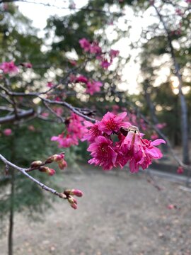 Kanhizakura Images – Browse 59 Stock Photos, Vectors, and Video | Adobe ...