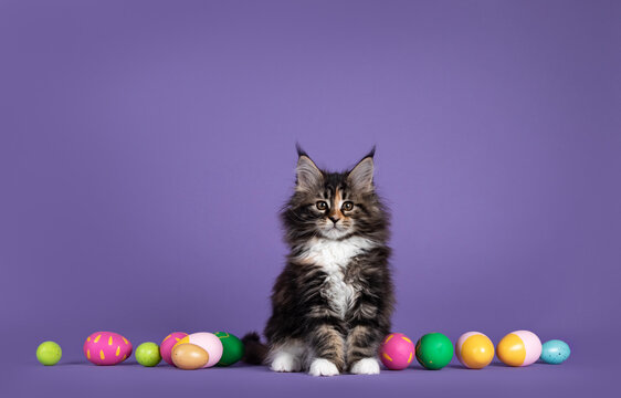 Easter Cats