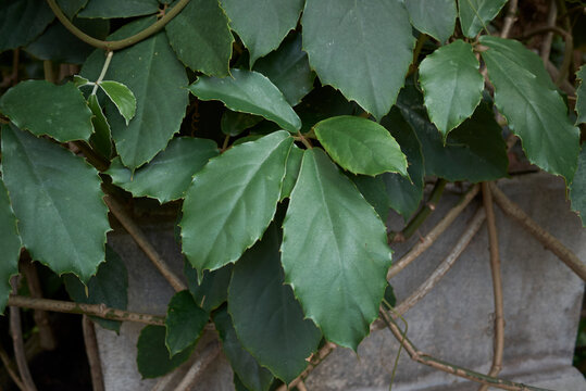 Tetrastigma Images – Browse 30 Stock Photos, Vectors, and Video | Adobe ...