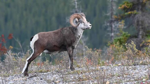 "Stone Sheep" Bilder – Durchsuchen 217 Archivfotos, Vektorgrafiken und ...