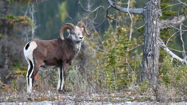 "Stone Sheep" Images – Browse 260 Stock Photos, Vectors, and Video ...