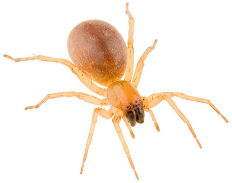 「Clubionidae」の写真素材 | 209件の無料イラスト画像 | Adobe Stock