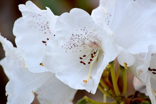 รูปภาพRhody – เลือกดูภาพถ่ายสต็อก เวกเตอร์ และวิดีโอ298 | Adobe Stock