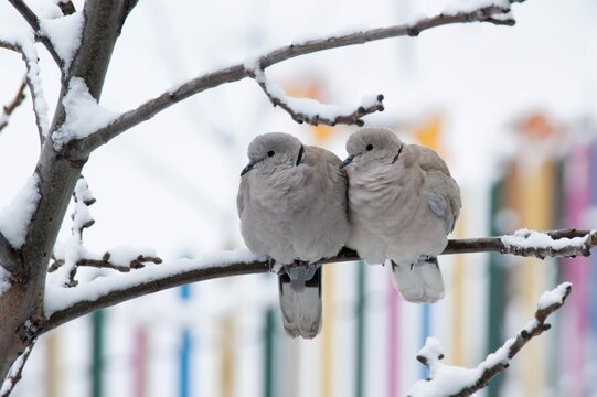 Columbiformes Images – Browse 3,078 Stock Photos, Vectors, and Video ...