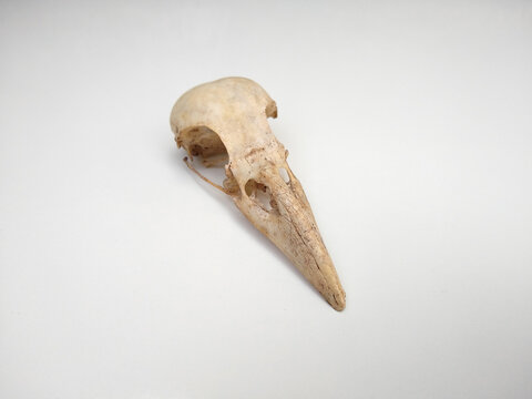Bird Skull Front View