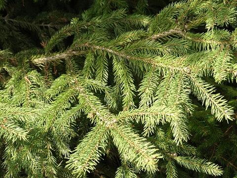 「Spurce」の写真素材 | 830件の無料イラスト画像 | Adobe Stock