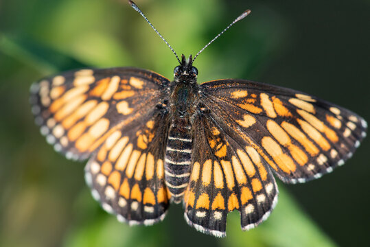 「Theona」の写真素材 | 210件の無料イラスト画像 | Adobe Stock