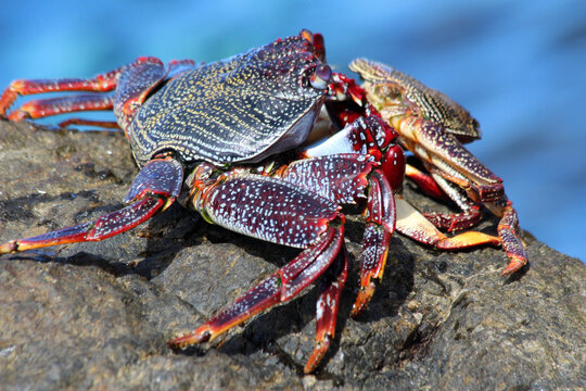 รูปภาพKrebstier – เลือกดูภาพถ่ายสต็อก เวกเตอร์ และวิดีโอ2,869 | Adobe Stock