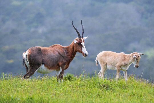 Blesbok Bilder – Durchsuchen 1,074 Archivfotos, Vektorgrafiken und ...