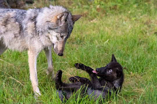 Wolf Pups Playing