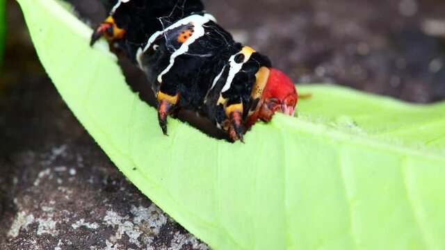 Tetrio Bilder – Durchsuchen 101 Archivfotos, Vektorgrafiken und Videos ...