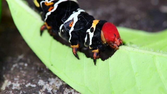 Tetrio Bilder – Durchsuchen 101 Archivfotos, Vektorgrafiken und Videos ...