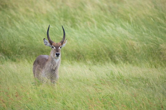 Waterbok bilder – Bläddra bland 10,742 stockfoton, vektorer och videor ...
