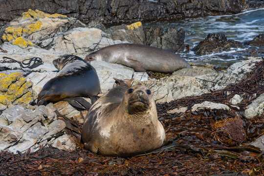 รูปภาพLeonina – เลือกดูภาพถ่ายสต็อก เวกเตอร์ และวิดีโอ2,366 | Adobe Stock