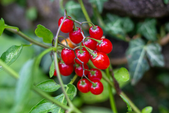 Berren-Bilder: Stock-Fotos & -Videos. | Adobe Stock