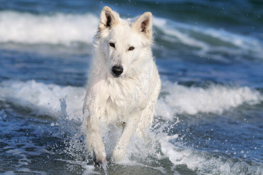 Acion Bilder – Durchsuchen 93 Archivfotos, Vektorgrafiken und Videos ...