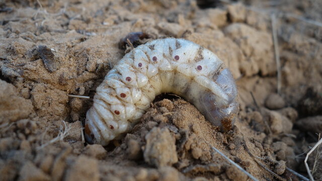 รูปภาพGrubs – เลือกดูภาพถ่ายสต็อก เวกเตอร์ และวิดีโอ19,030 | Adobe Stock