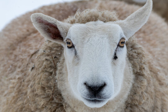 "Sheep Head" Images – Browse 527 Stock Photos, Vectors, and Video ...