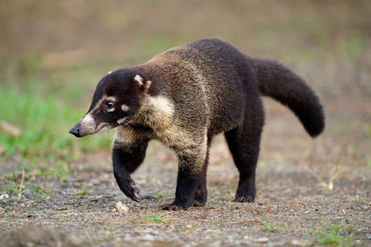 Coatimundi Images – Browse 53,159 Stock Photos, Vectors, and Video ...