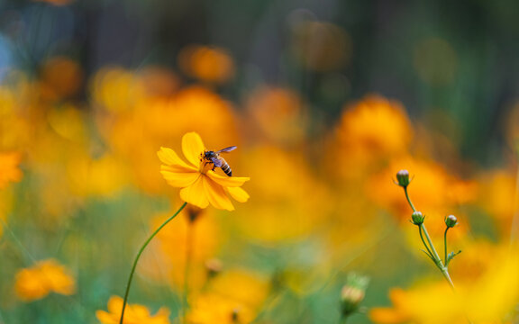 "Yellow Cosmos" Images – Browse 10,467 Stock Photos, Vectors, and Video ...