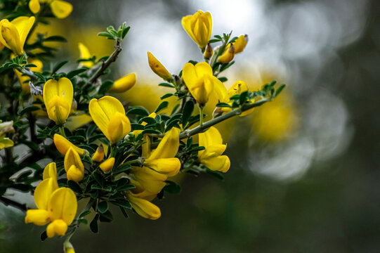 "Wild Broom" Images – Browse 103 Stock Photos, Vectors, and Video ...