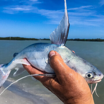 Gafftopsail Catfish