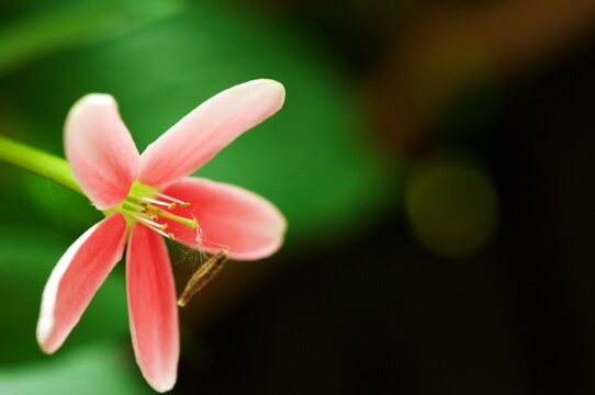รูปภาพCombretaceae – เลือกดูภาพถ่ายสต็อก เวกเตอร์ และวิดีโอ552 | Adobe ...