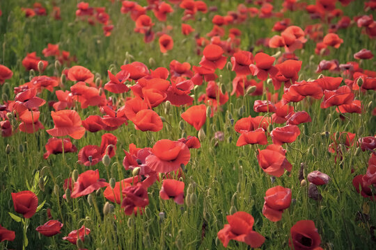 "Poppy Straw" Bilder – Durchsuchen 1,080 Archivfotos, Vektorgrafiken ...