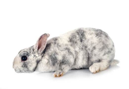Grey Mini Rex Rabbits