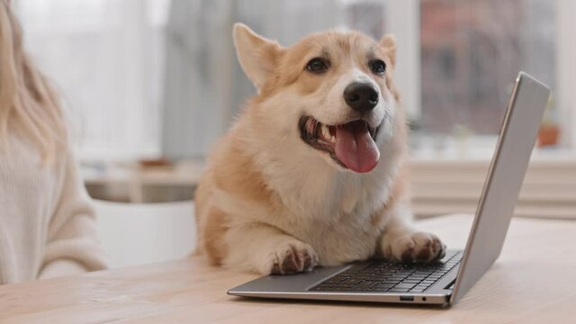 Corgi Computer Images – Browse 745 Stock Photos, Vectors, and Video ...