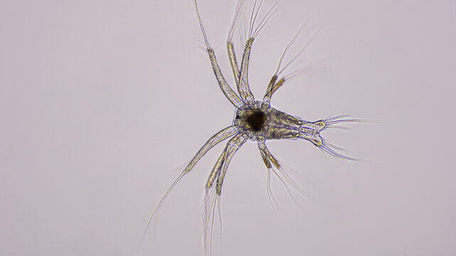 Clam Shrimp Microscope