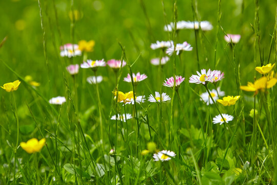 Sunnily Bilder – Durchsuchen 7,189 Archivfotos, Vektorgrafiken und ...