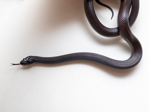 รูปภาพ"Chain Kingsnake" – เลือกดูภาพถ่ายสต็อก เวกเตอร์ และวิดีโอ636 ...
