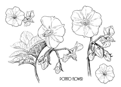 Potato Flower Drawing
