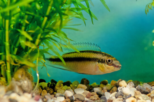 Pulcher Images – Browse 430 Stock Photos, Vectors, and Video | Adobe Stock