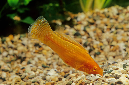 Imágenes de "Molly Fish": descubre bancos de fotos, ilustraciones ...