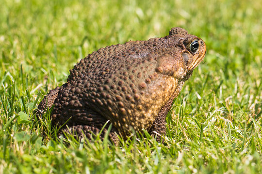 Hoptoad Bilder – Durchsuchen 591 Archivfotos, Vektorgrafiken und Videos ...