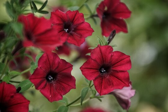 Kopping Bilder – Durchsuchen 1,109 Archivfotos, Vektorgrafiken und ...