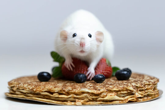 Hamsterbacken Bilder – Durchsuchen 1,634 Archivfotos, Vektorgrafiken ...