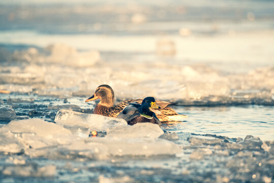 "Ducks On Ice" Images – Browse 73 Stock Photos, Vectors, and Video ...