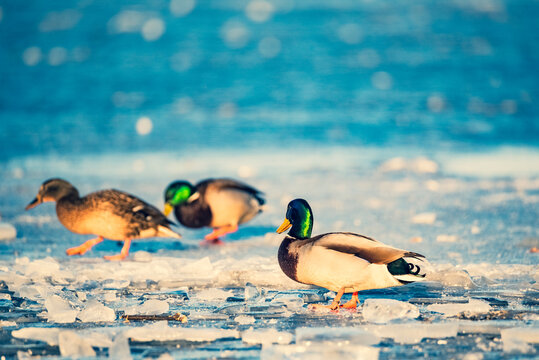 "Ducks On Ice" Images – Browse 73 Stock Photos, Vectors, and Video ...