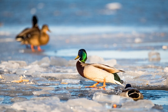 "Ducks On Ice" Images – Browse 73 Stock Photos, Vectors, and Video ...